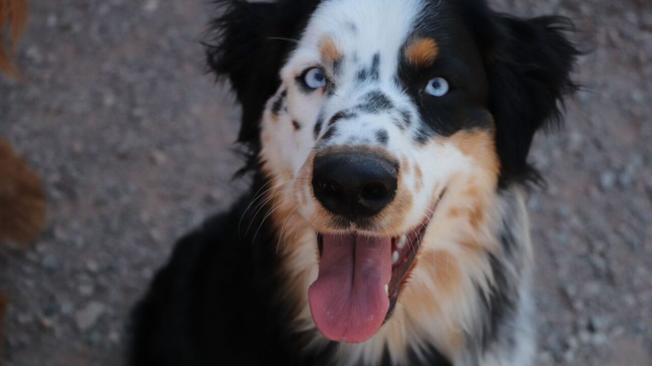 Professional Dog Bathing & Spa in Carbondale | The Barn Yard Pet Ranch